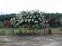 Natchez Crape Myrtle - Multi-trunk