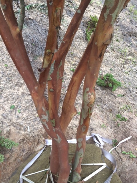 Natchez Crape Myrtle - Multi-trunk