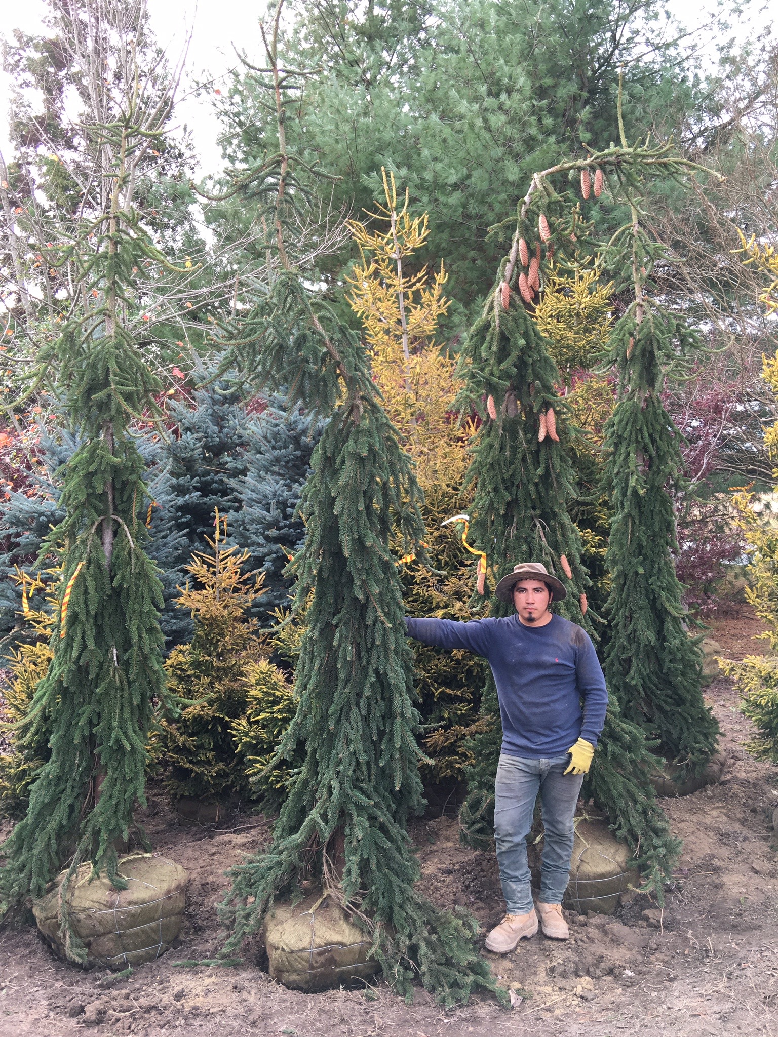 Weeping Norway Spruce