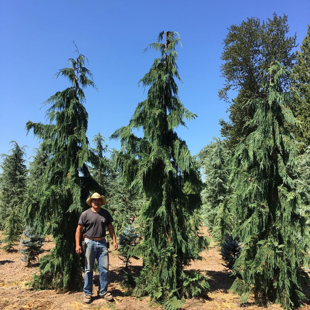 Ornamental & Flowering Trees - Home & Garden Landscapes